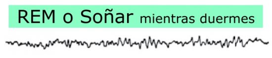 Fases del Sueño | los ciclos del sueño | REM y Sueño Profundo